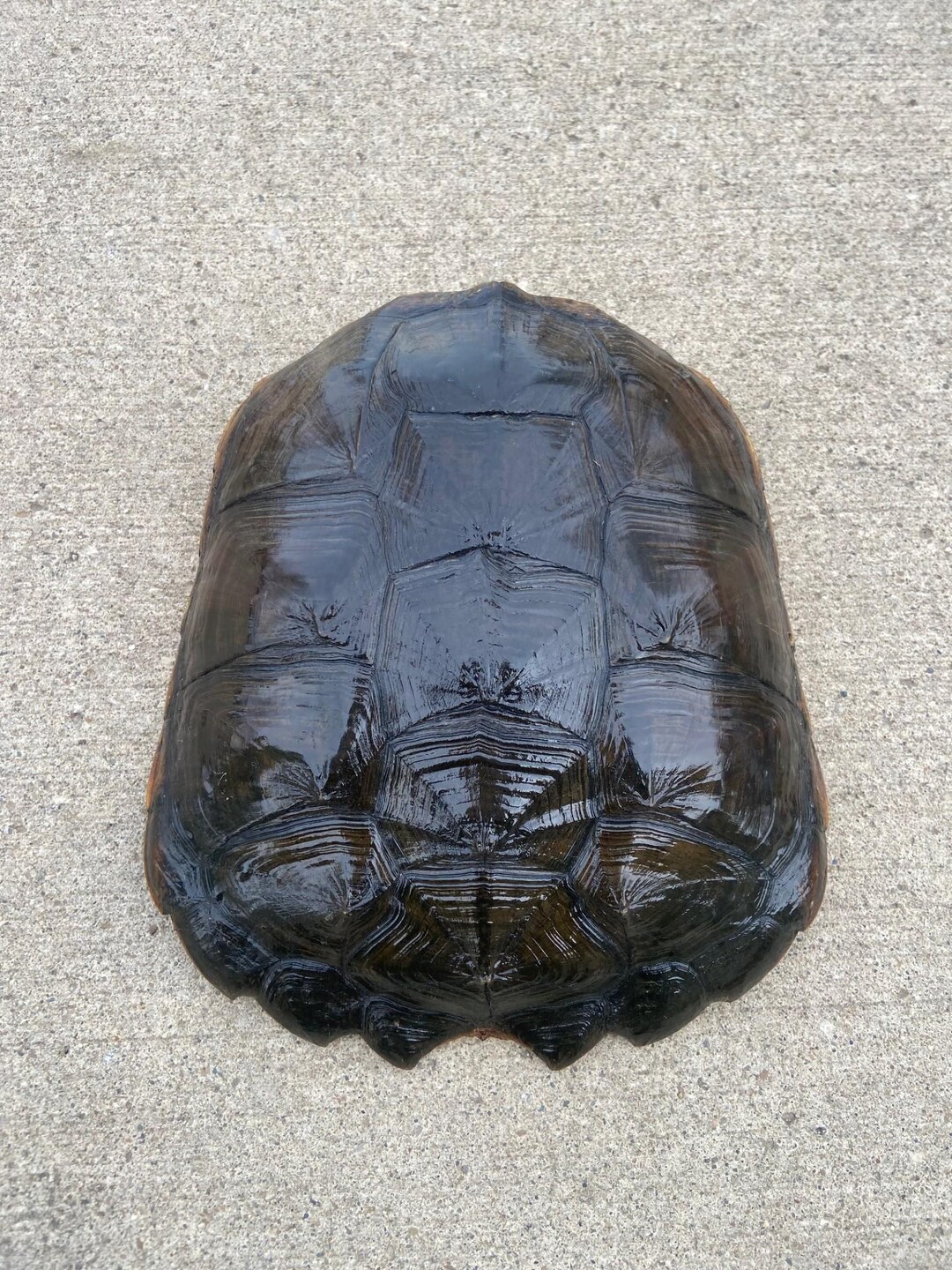 SNAPPING TURTLE SHELL - Etsy