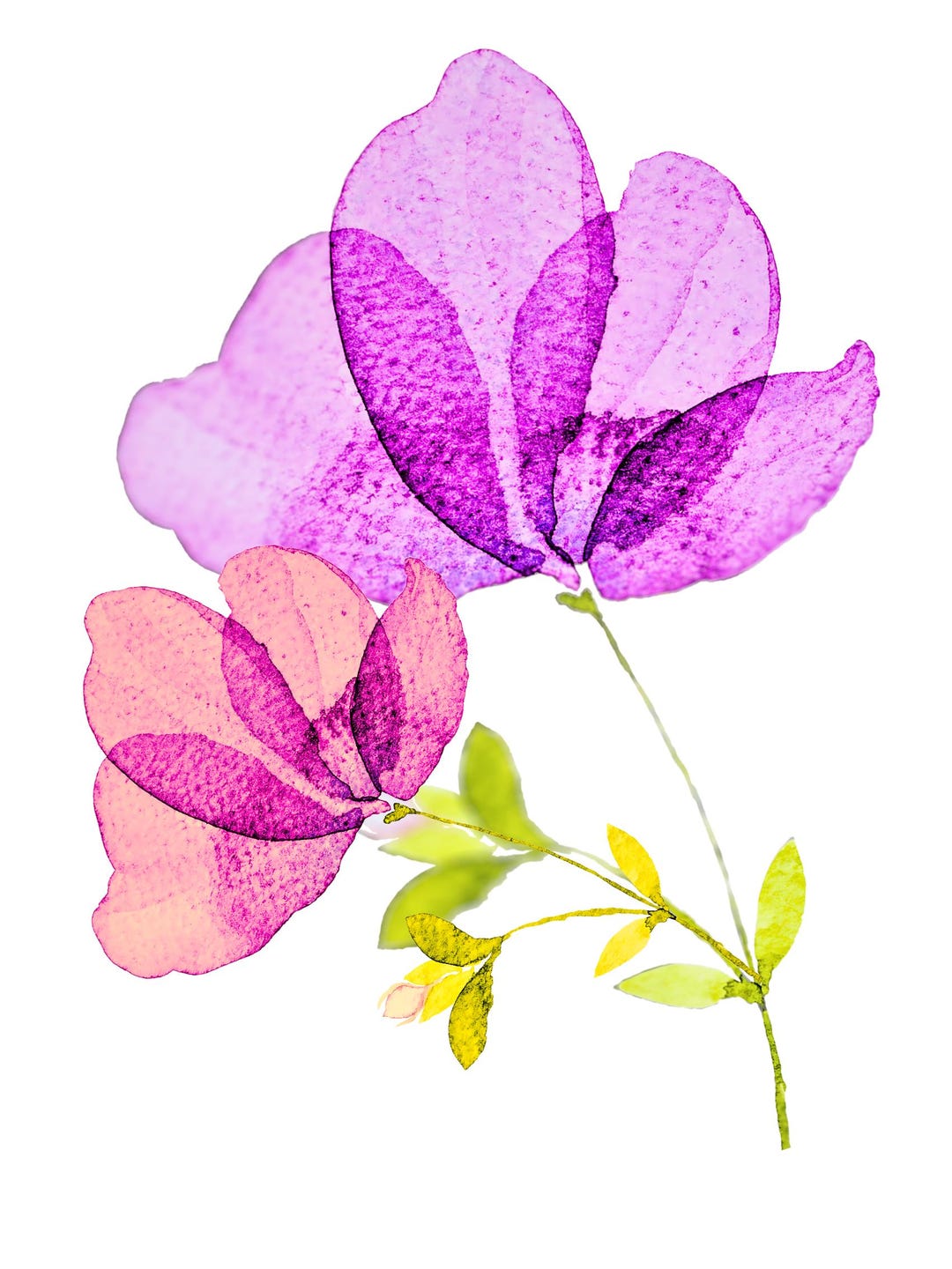 Watercolor Floral Wall Art – "scent of Peace" Collection – Botanical ...