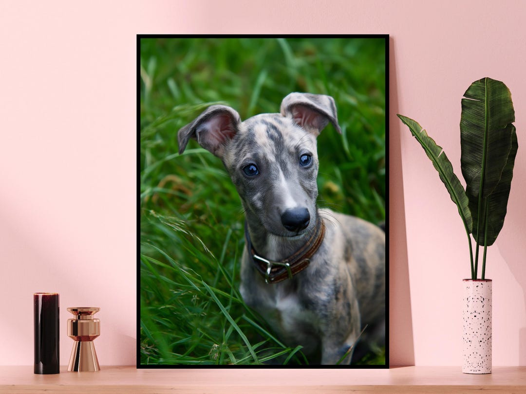 Cute Whippet Puppy Photo Puzzle | Dog Jigsaw Puzzle | Family Fun ...