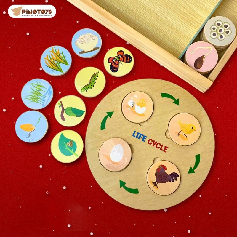 Life Cycle Puzzle - Etsy