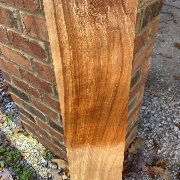 River Birch - Etsy