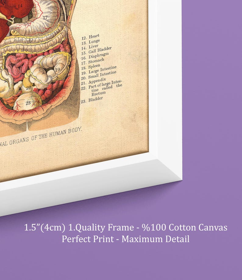 Internal Organs of the Human Body, 1905 Medical Art Print, Canvas Wall ...