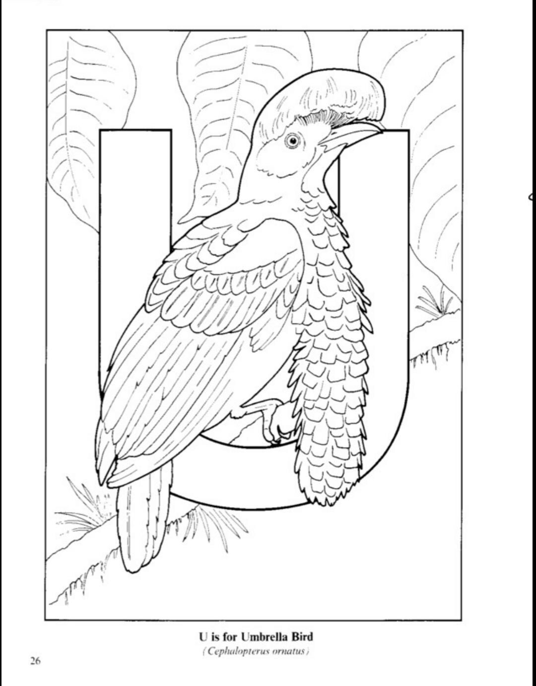 Birds Alphabet Coloring Book, ABC Bird Activity Book for Kids, Animal ...