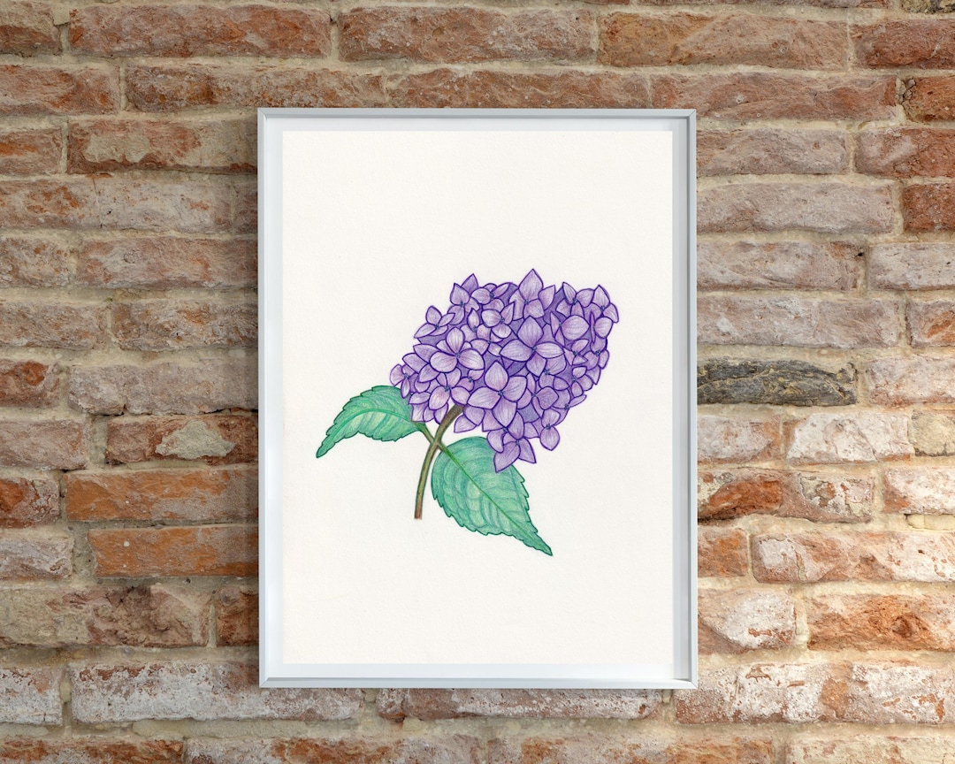Handmade Hydrangea Drawing: Botanical Colored Pencil Art, Floral ...