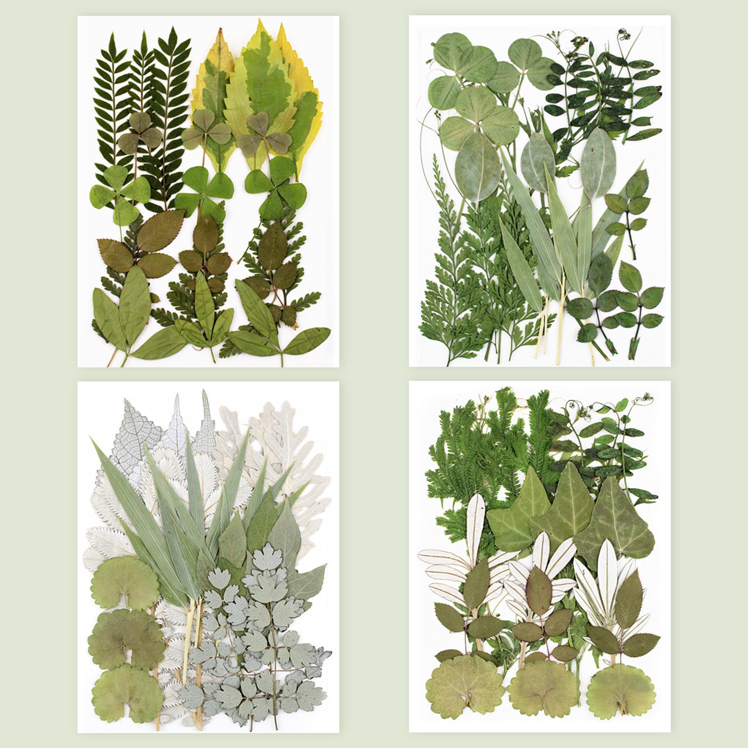 A Pack of 21 PCS Dried Pressed Leaves, Random Mini Dried Greenery ...