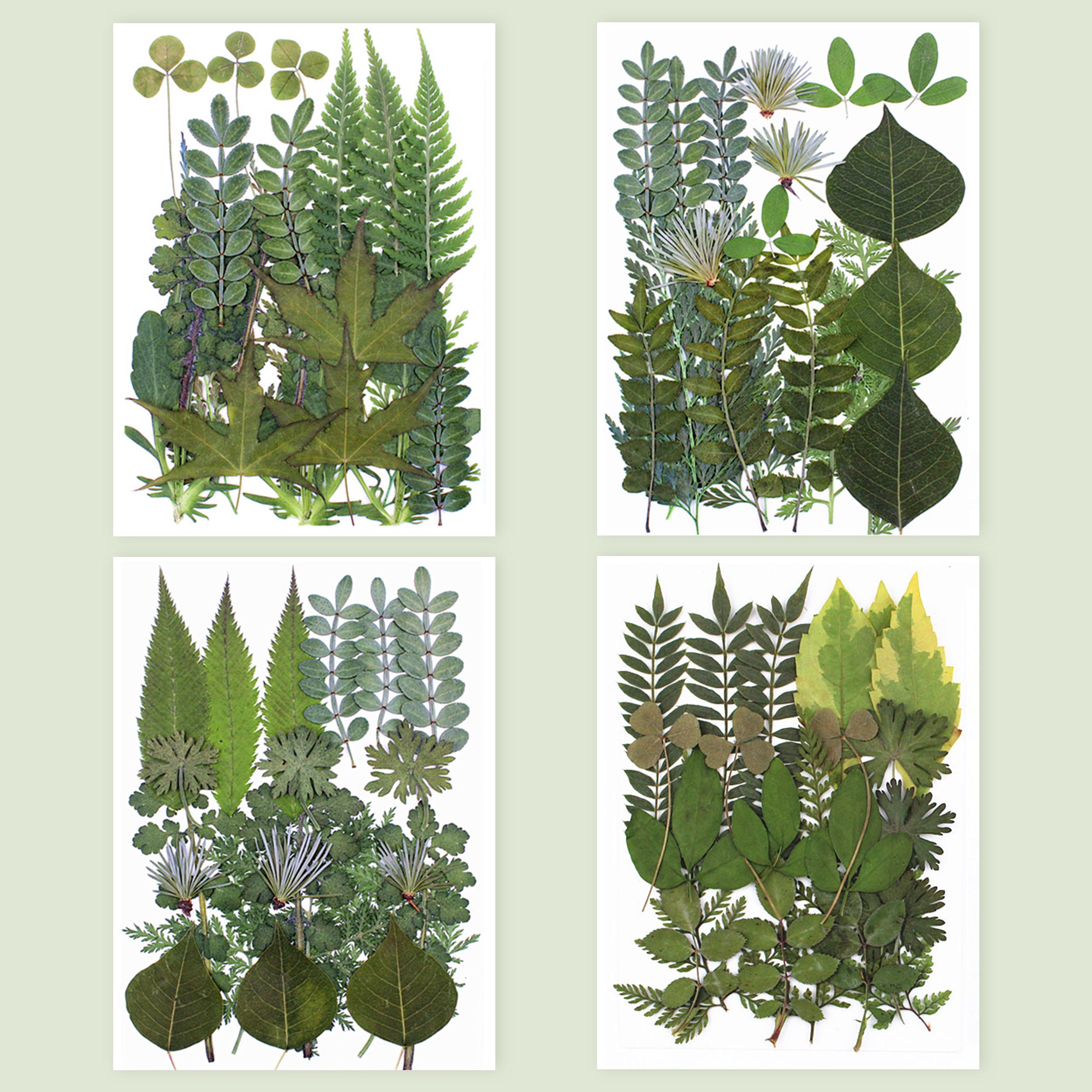 A Pack of 21 PCS Dried Pressed Leaves, Random Mini Dried Greenery ...