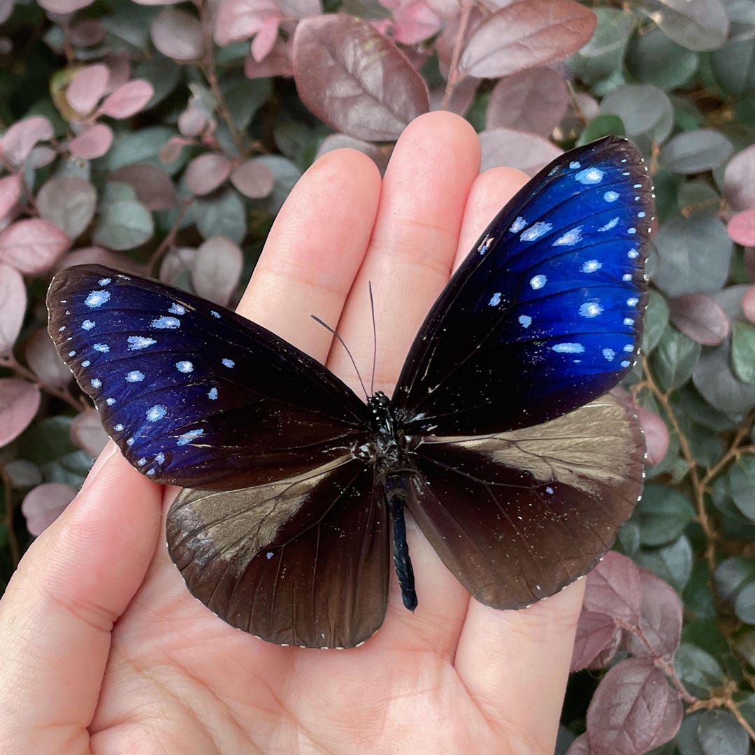 Real Butterfly Specimen, Preserved Spread Butterfly, Butterfly DIY ...