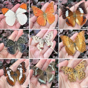 Real Butterfly Specimen, Preserved Spread Butterfly, Butterfly DIY ...