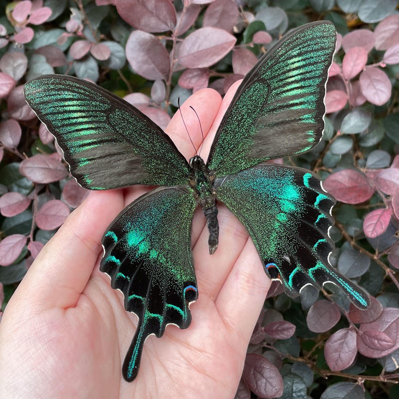 Real Butterfly - Etsy