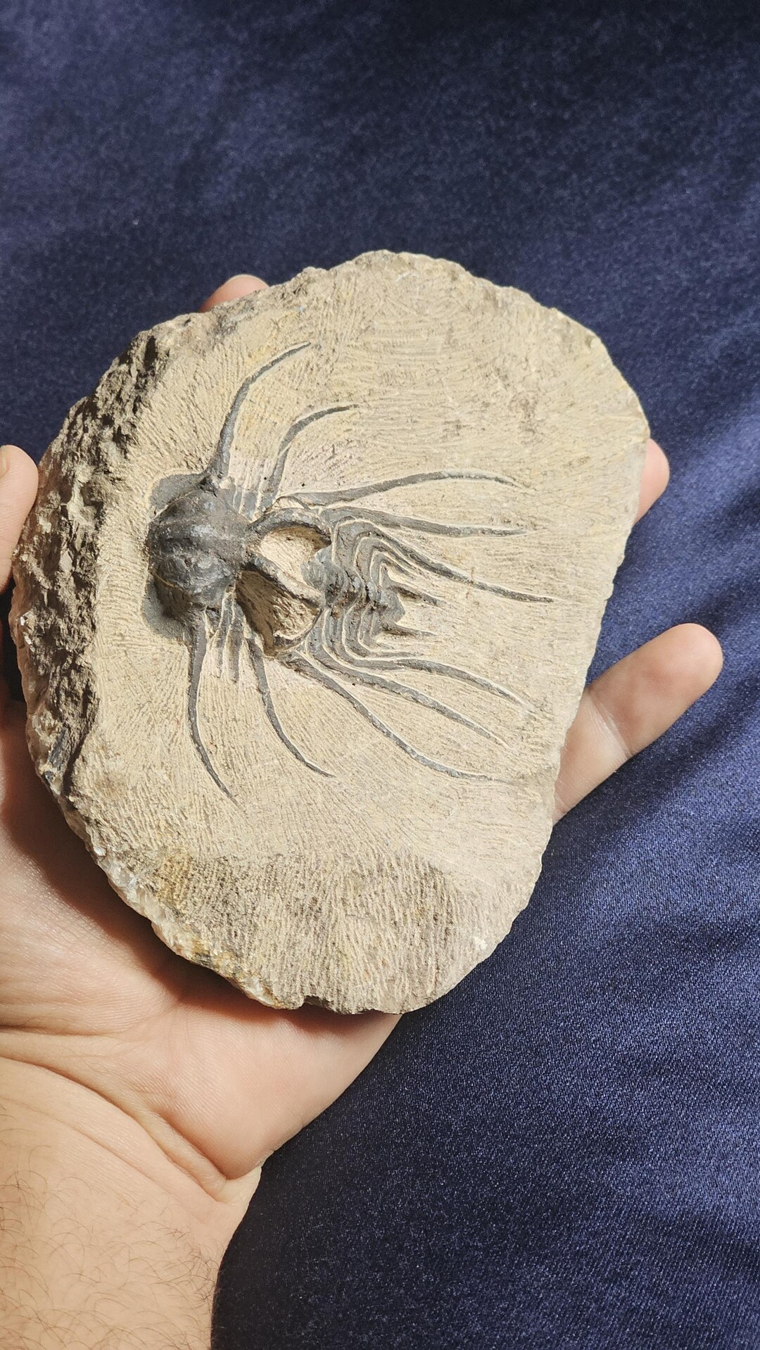 Rare Authentic Trilobite Fossil – Exquisitely Preserved Natural Stone ...