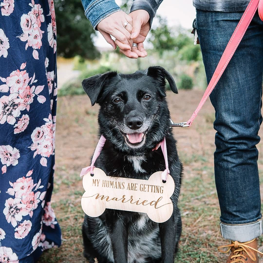 Pet Sign for Engagement Save the Date Photography Dog Save - Etsy