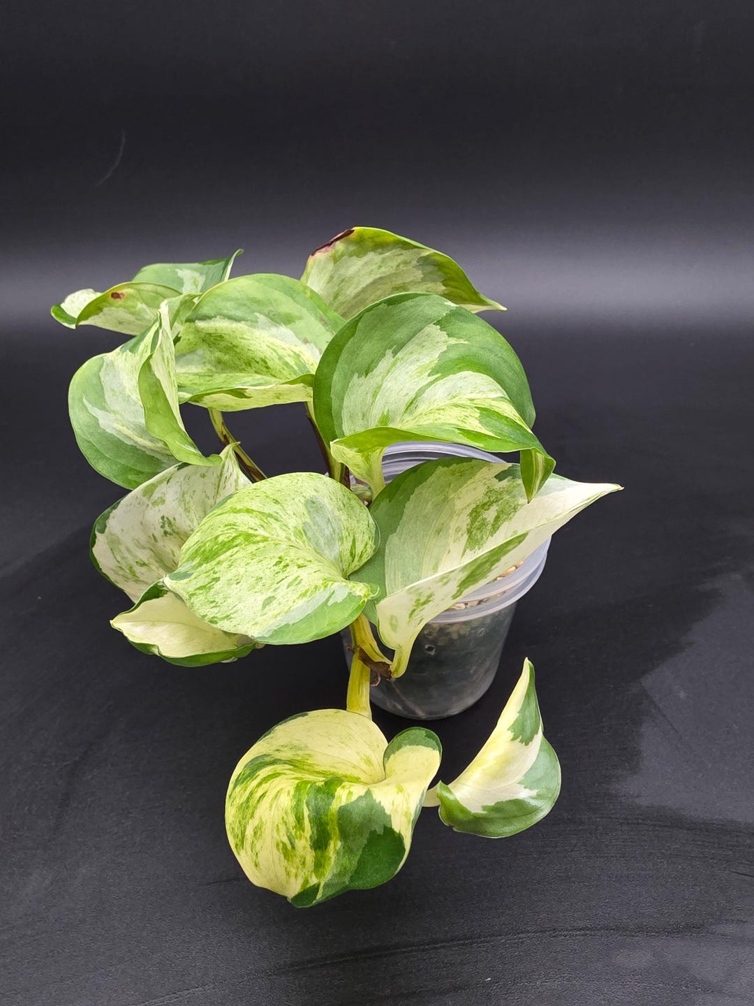 Pothos Manjula Cream, White, and Green Variegated Trailing Houseplant ...