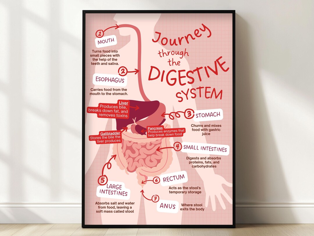 Digestive System Poster for Kids – Human Anatomy Chart for Classrooms ...
