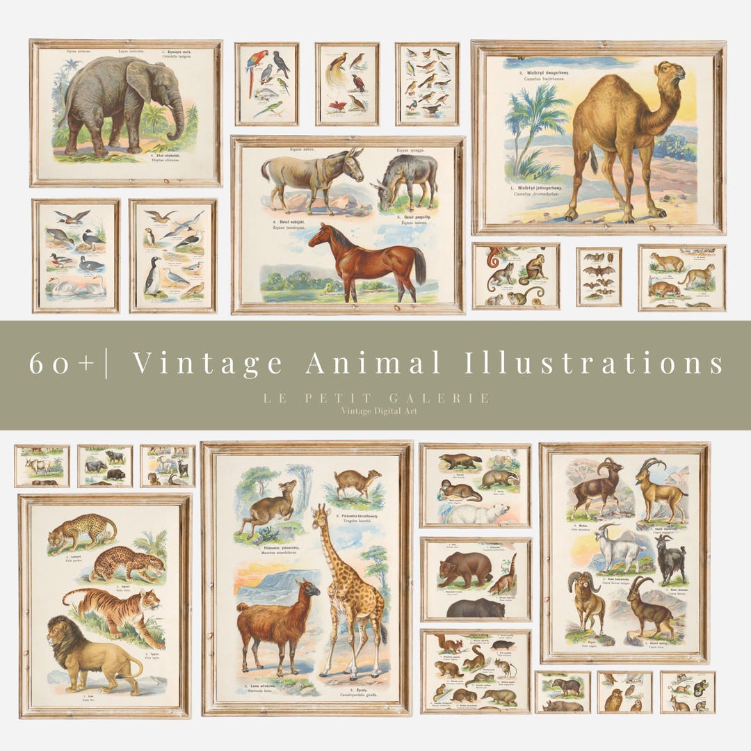 60+ Vintage Animal Illustrations | Digital Download | Antique Zoology ...