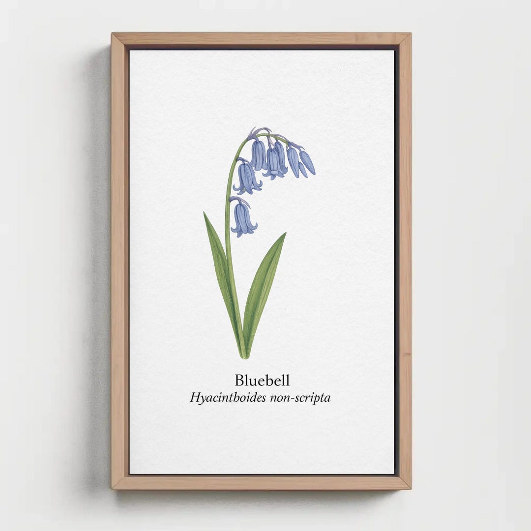 Bluebell Botanical Print – Vintage Floral A4 Wall Art for Home Decor - Etsy