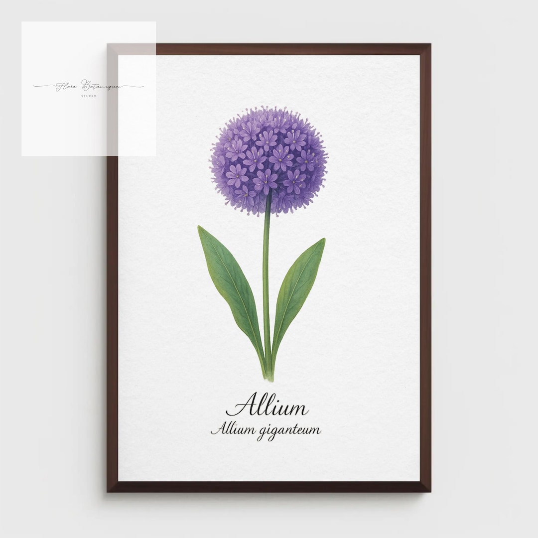 Allium Botanical Print – Vintage Floral A4 Wall Art for Home Decor - Etsy