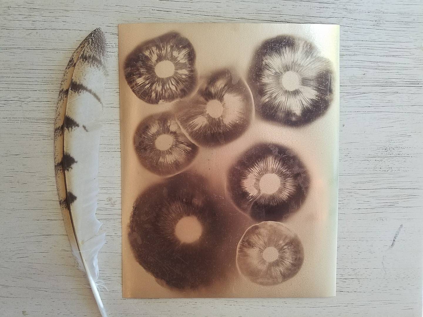 Mushroom Spore Print on Gold 8x10 Agaricus - Etsy