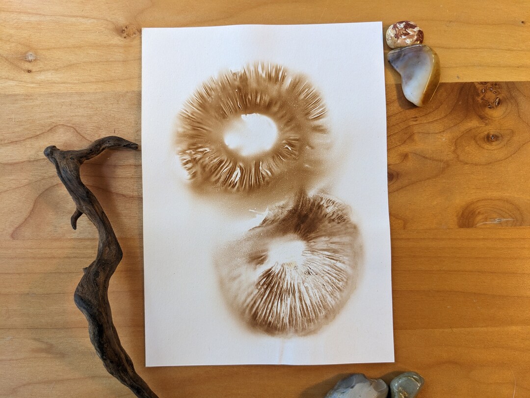 Mushroom Spore Print | 5x7" | Cortinarius Species | Webcap | Mycology ...