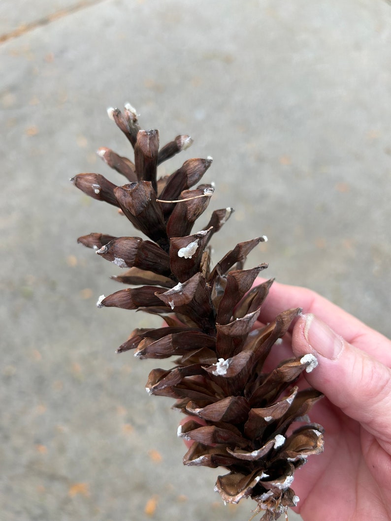 White Pine Pinecones, Diy Pinecones, Crafting Pinecones - Etsy