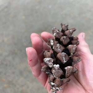 White Pine Pinecones, Diy Pinecones, Crafting Pinecones - Etsy
