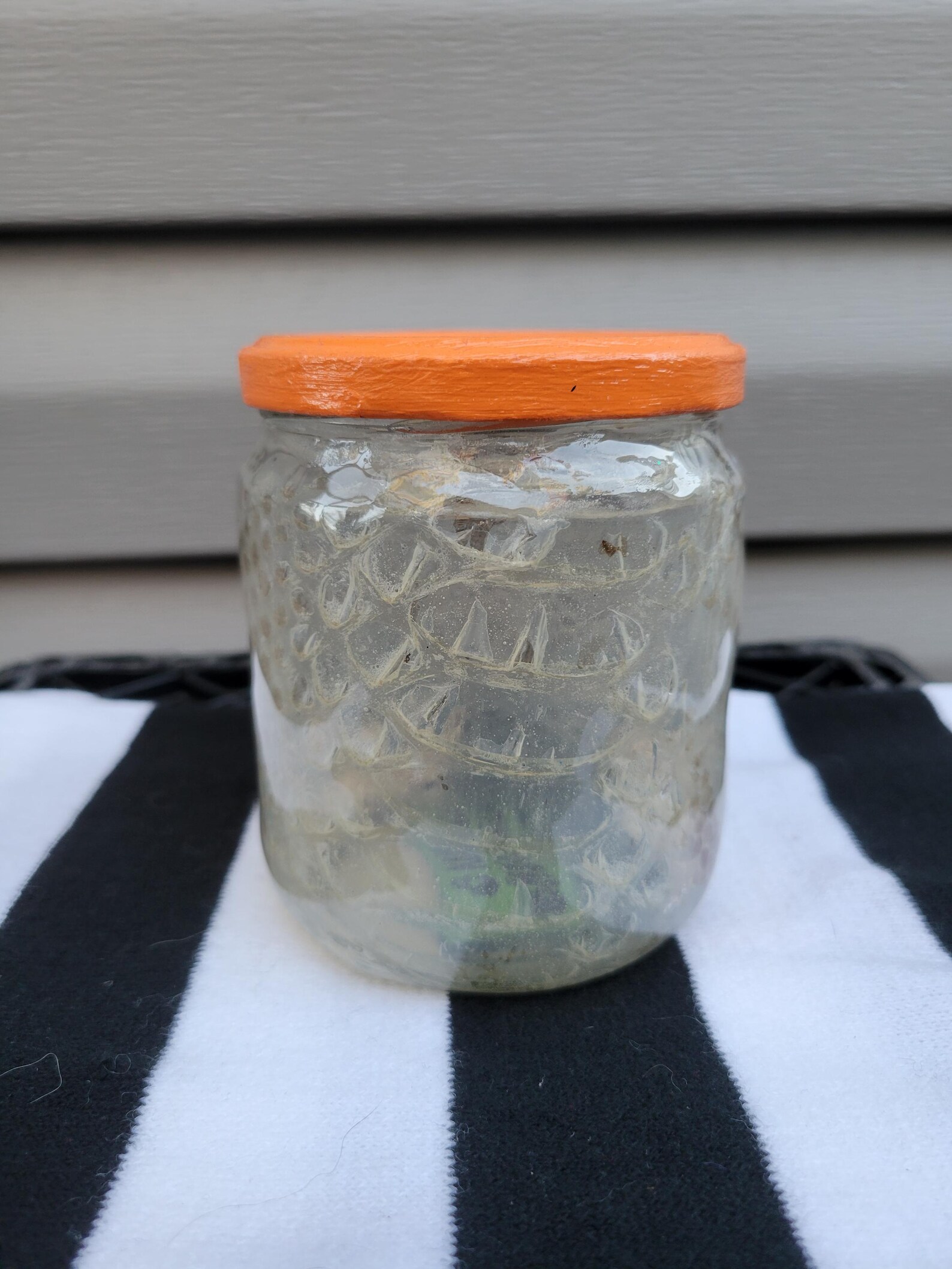 REANIMATED Snakeskin Belly Shed Brown Tan Medium Glass Jar W/ Orange ...