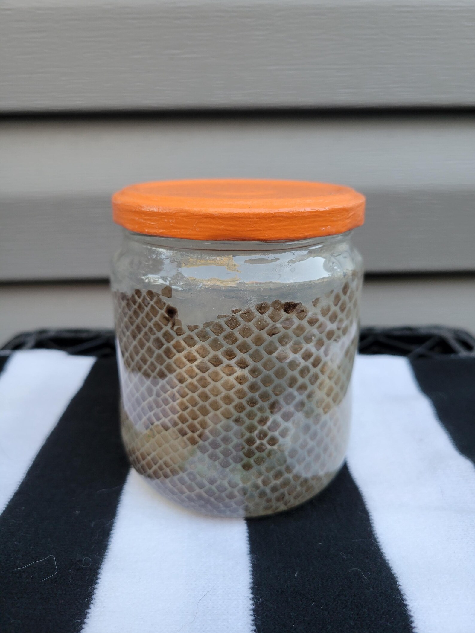 REANIMATED Snakeskin Belly Shed Brown Tan Medium Glass Jar W/ Orange ...