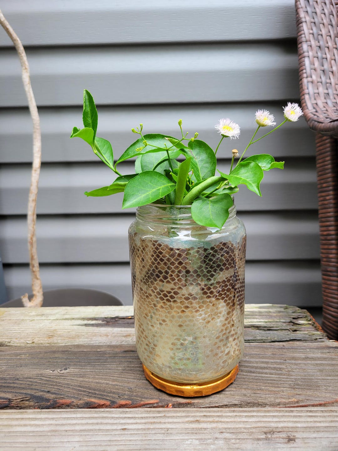 REANIMATED Snakeskin Ball Python Brown Tan Large Glass Jar W/ Gold Lid - Etsy