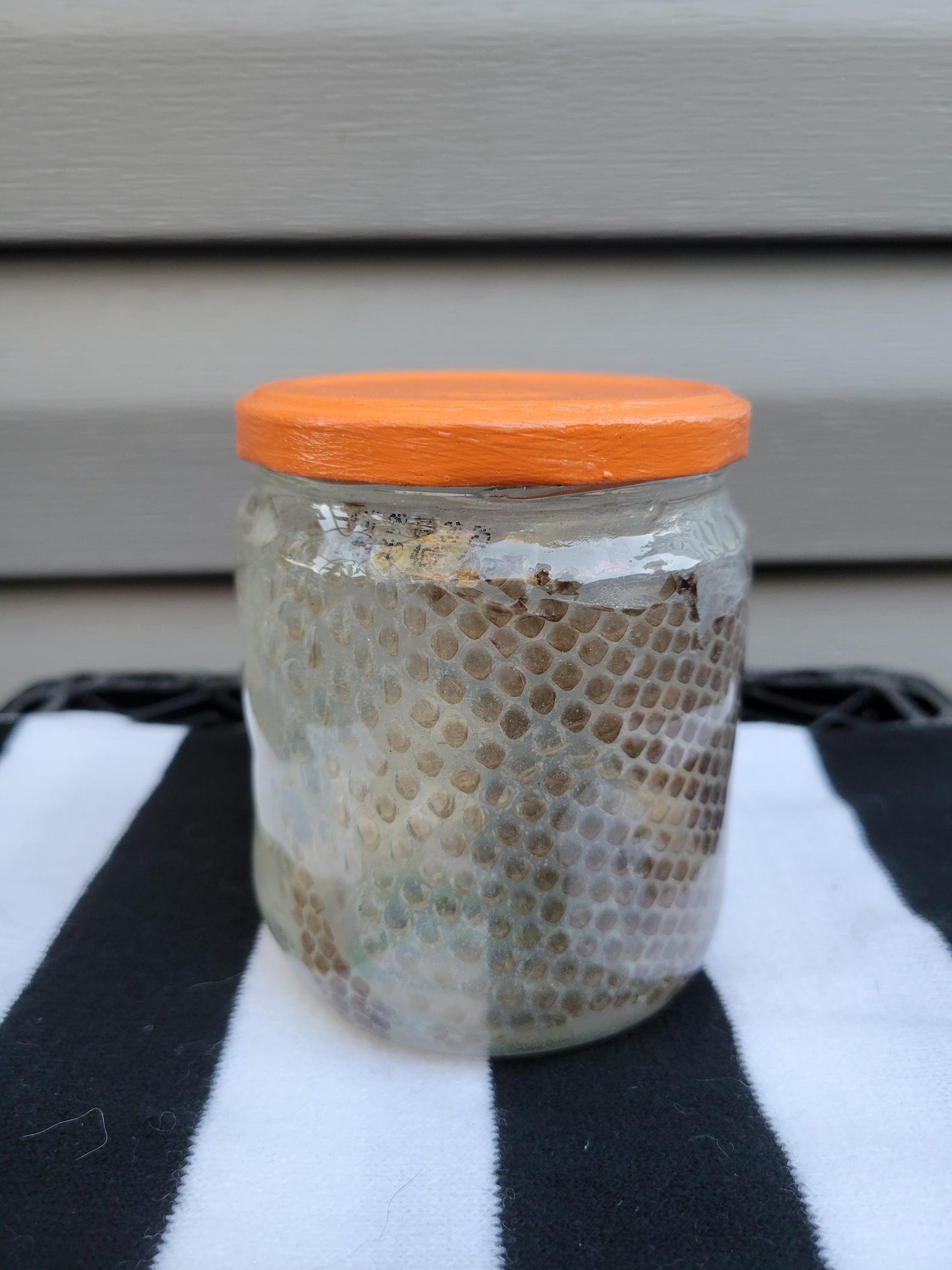 REANIMATED Snakeskin Belly Shed Brown Tan Medium Glass Jar W/ Orange ...
