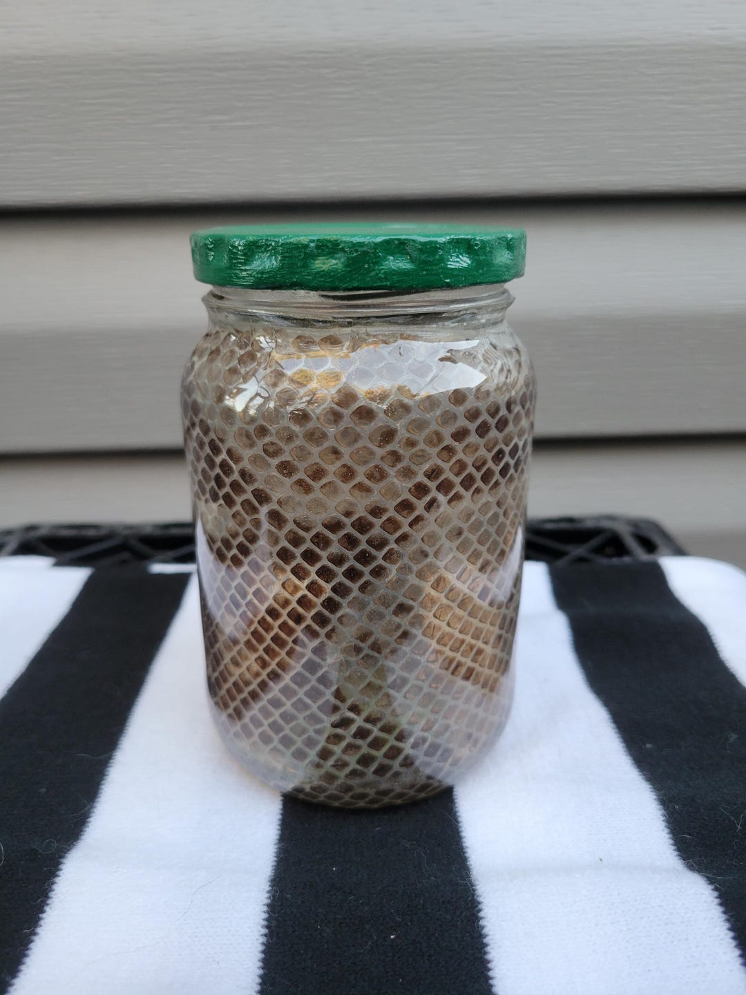 REANIMATED Snakeskin Ball Python Brown Tan Medium Glass Jar W/ Green ...