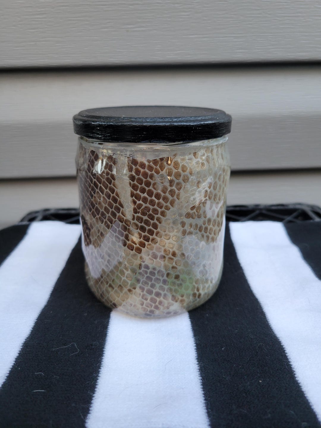 REANIMATED Snakeskin Ball Python Brown Tan Medium Glass Jar W/ Black ...