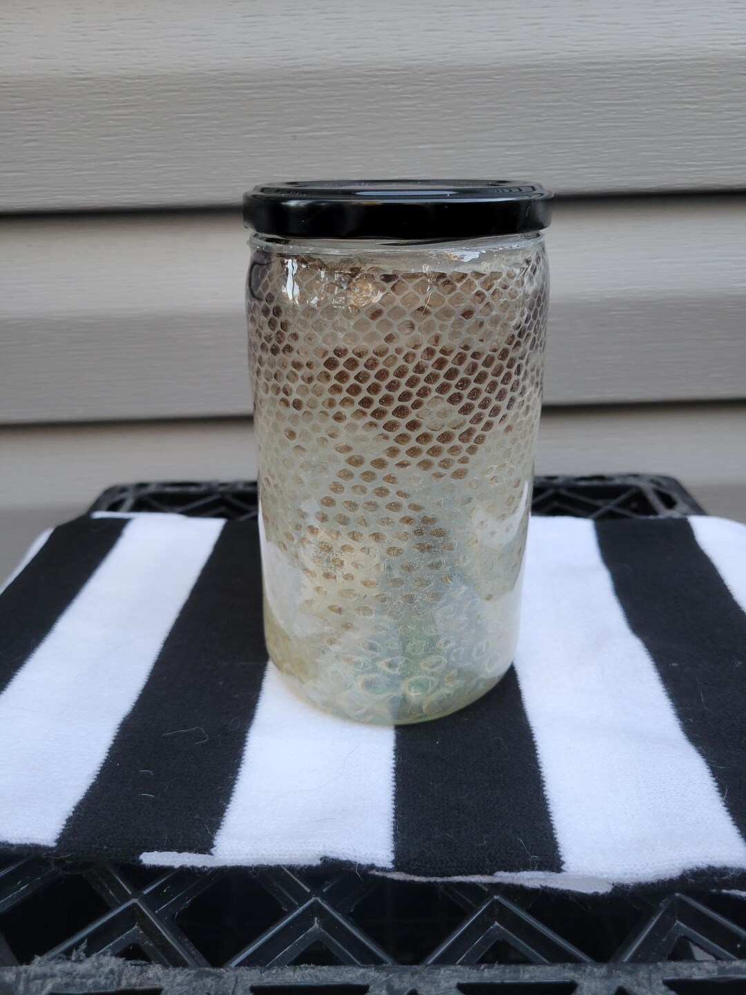 REANIMATED Snakeskin Ball Python Brown Tan Large Glass Jar W/ Black Lid ...