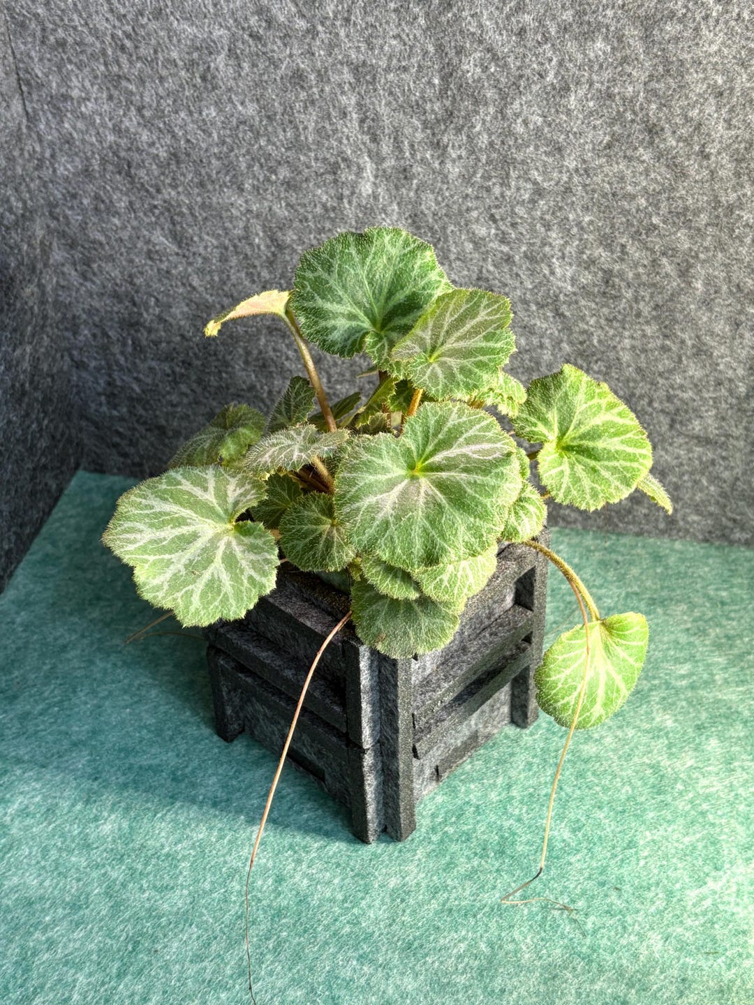 Cubegrove Modular Felt Planter Starter Set | Growable Planter Pot ...