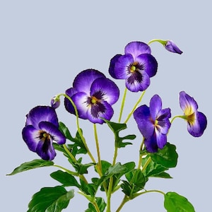 Pansy Bunch Spring Pansy Easter Pansy Yellow Pansies Purple Pansies ...