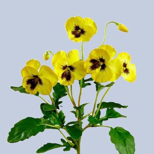 Pansy Bunch Spring Pansy Easter Pansy Yellow Pansies Purple Pansies ...