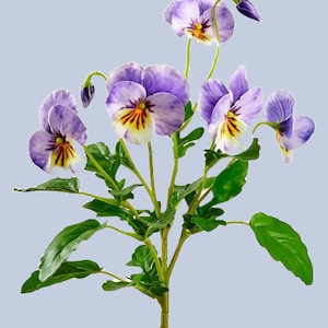 Pansy Bunch Spring Pansy Easter Pansy Yellow Pansies Purple Pansies ...