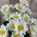 Mini Daisy Flower Bush for Wedding Flowers Mini White Daisy Bundle 13 ...