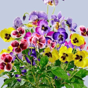 Pansy Bunch Spring Pansy Easter Pansy Yellow Pansies Purple Pansies ...