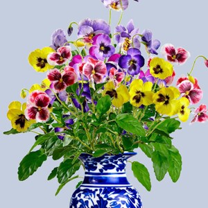 Pansy Bunch Spring Pansy Easter Pansy Yellow Pansies Purple Pansies ...