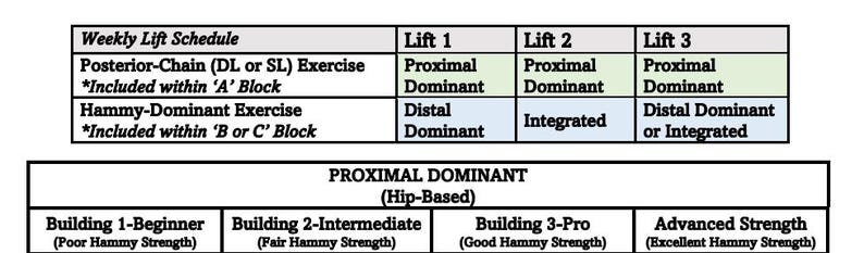 Optimizing Hamstring Training: A Comprehensive Resource for Coaches - Etsy