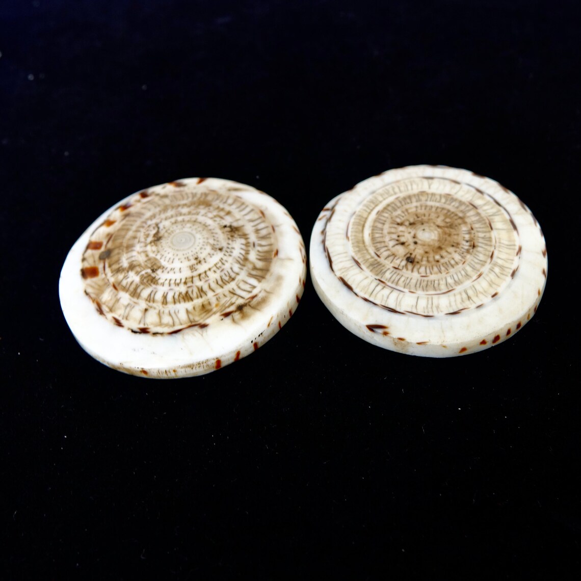 A Pair of Vintage Indonesian Conus Shell Disks - CVC902 - Etsy