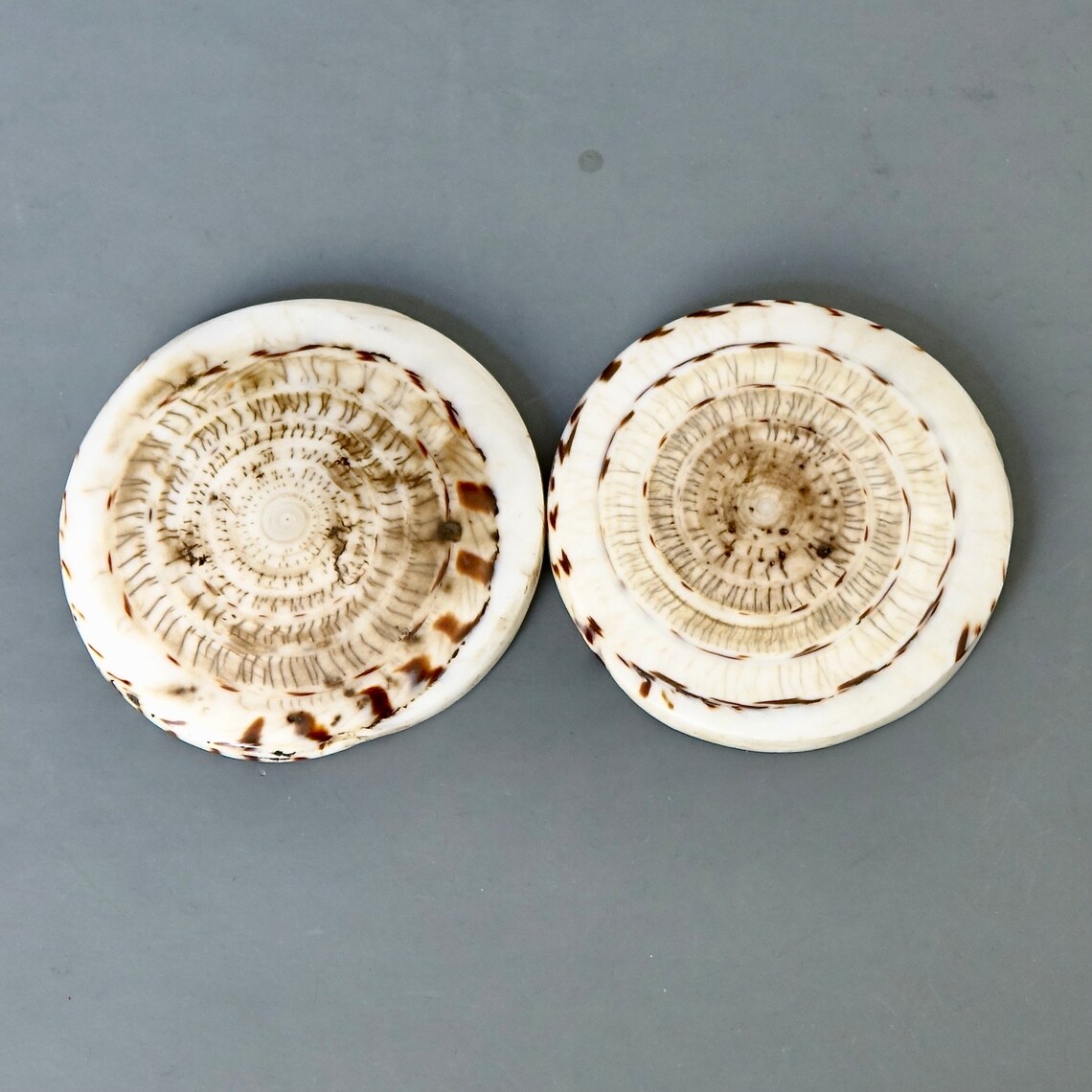 A Pair of Vintage Indonesian Conus Shell Disks - CVC902 - Etsy