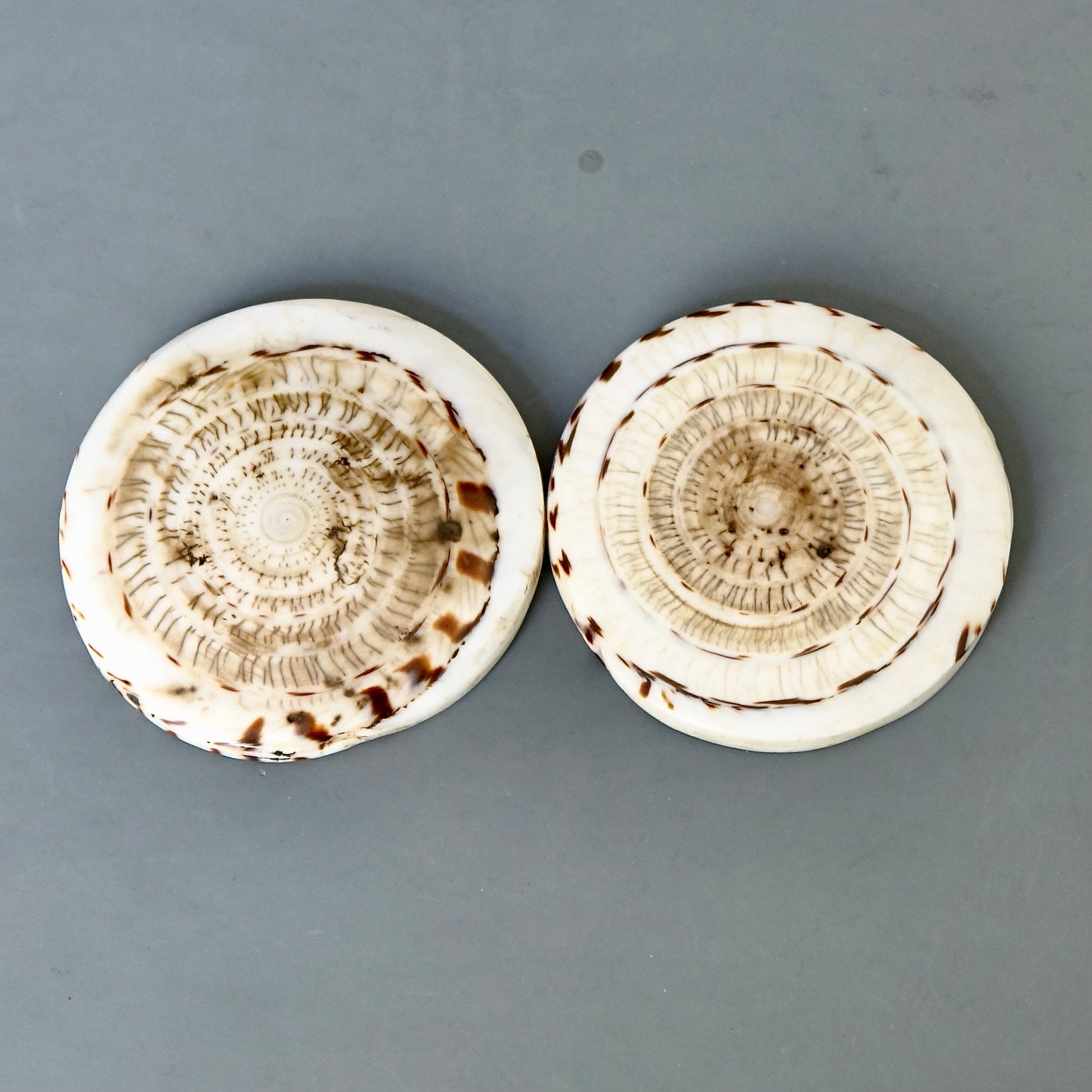 A Pair of Vintage Indonesian Conus Shell Disks CVC902 - Etsy