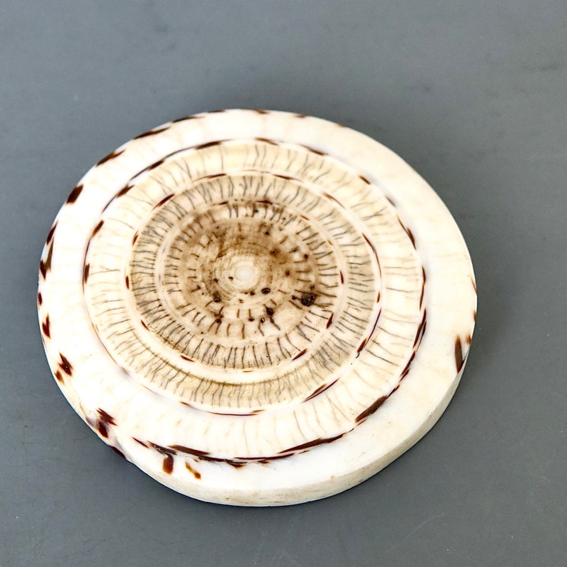 A Pair of Vintage Indonesian Conus Shell Disks CVC902 - Etsy