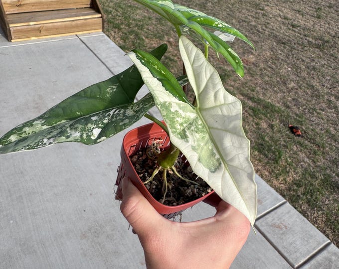 CORM Alocasia Simp Albo - Etsy