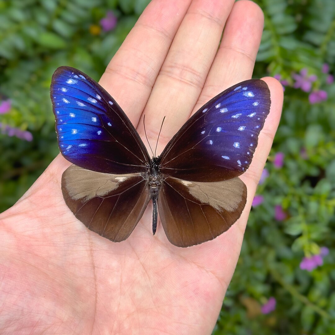 Real Butterfly Specimen: Tropical Morpho Display - Nature Lover Gift - Etsy