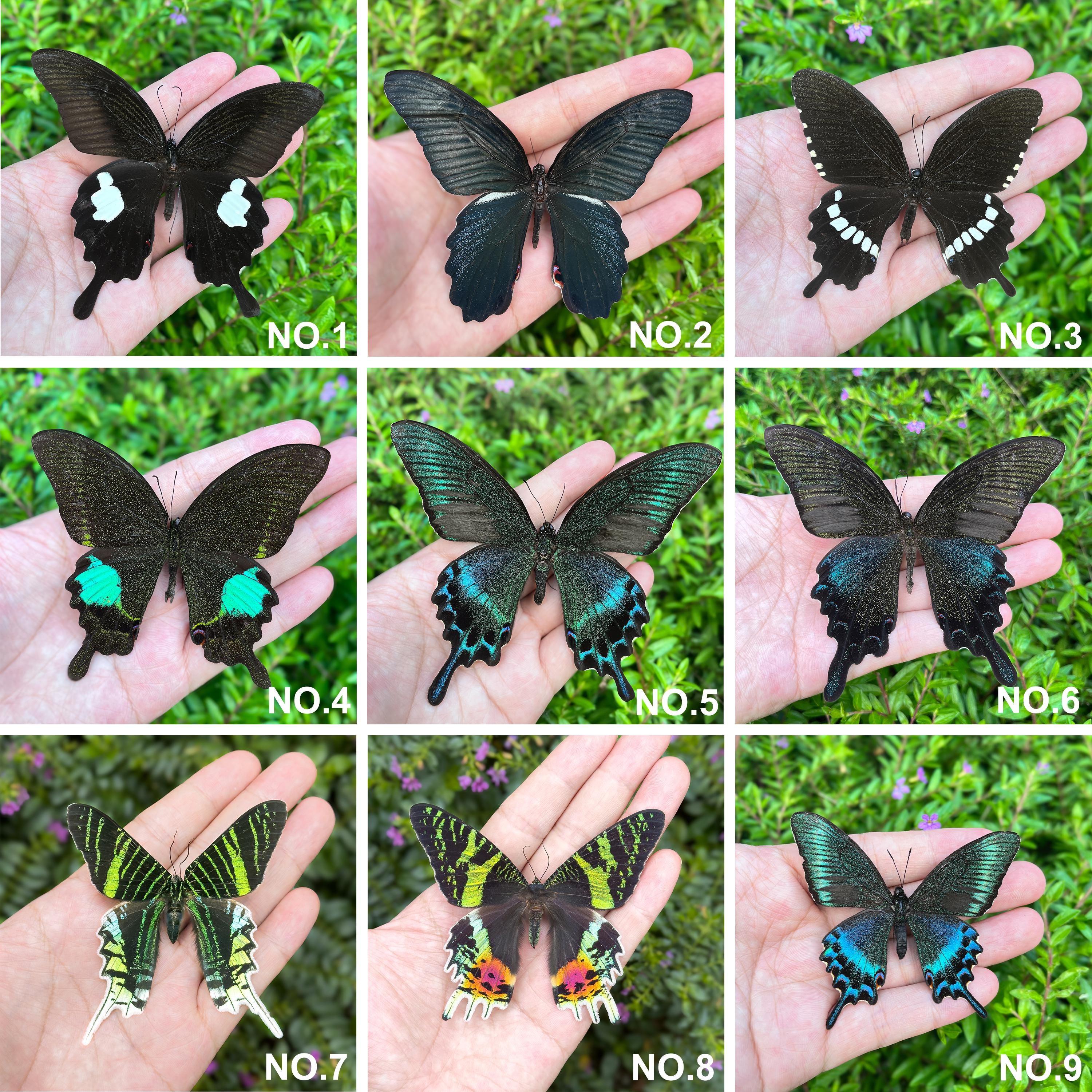 Real Butterfly Specimen, Spread Butterflie, Butterfly DIY Crafts ...