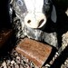 Large Antique Very Rustic Cowbell Original Clapper Primitive Cow Barn ...