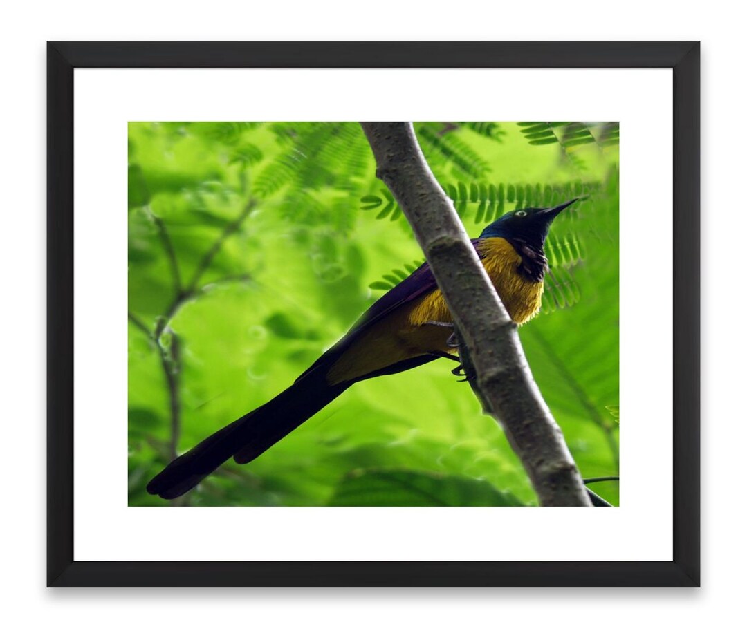 Golden-breasted Starling Photo Print, Bird Photography (digital ...