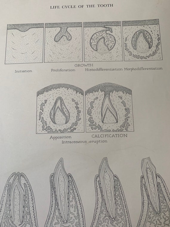 Vintage Dental Picture of The Life Cycle of the Tooth - Gem