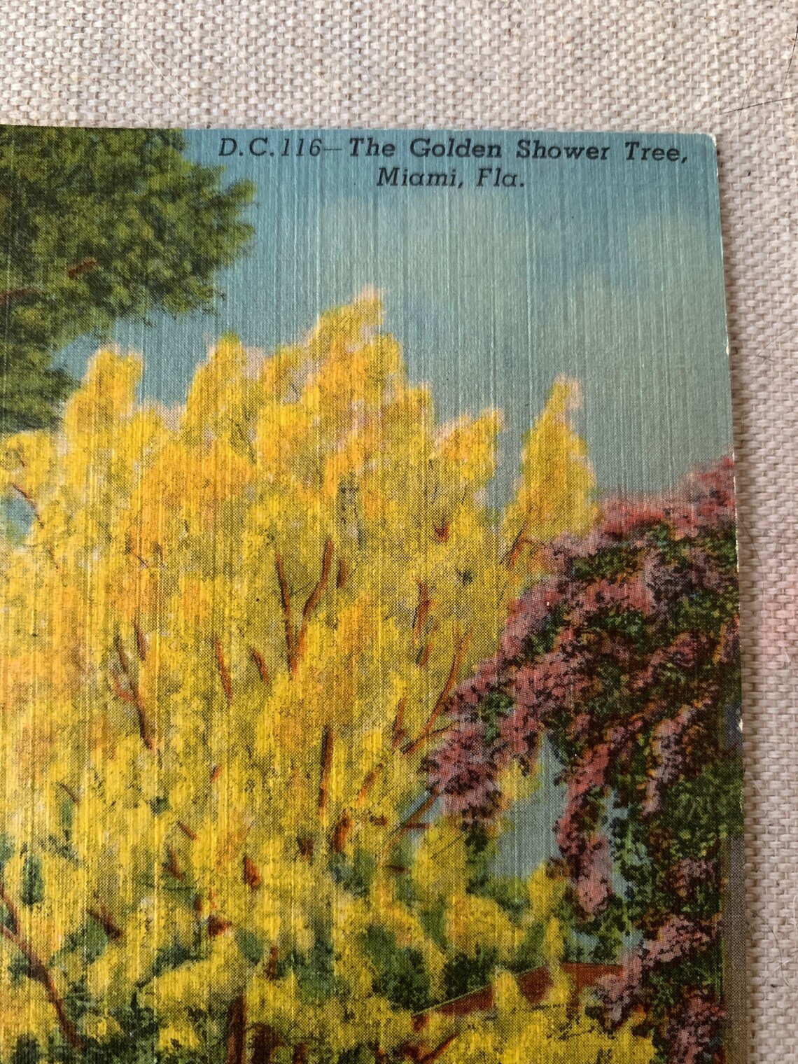 Vintage Golden Shower Tree Miami Postcard Muted Colors - Etsy
